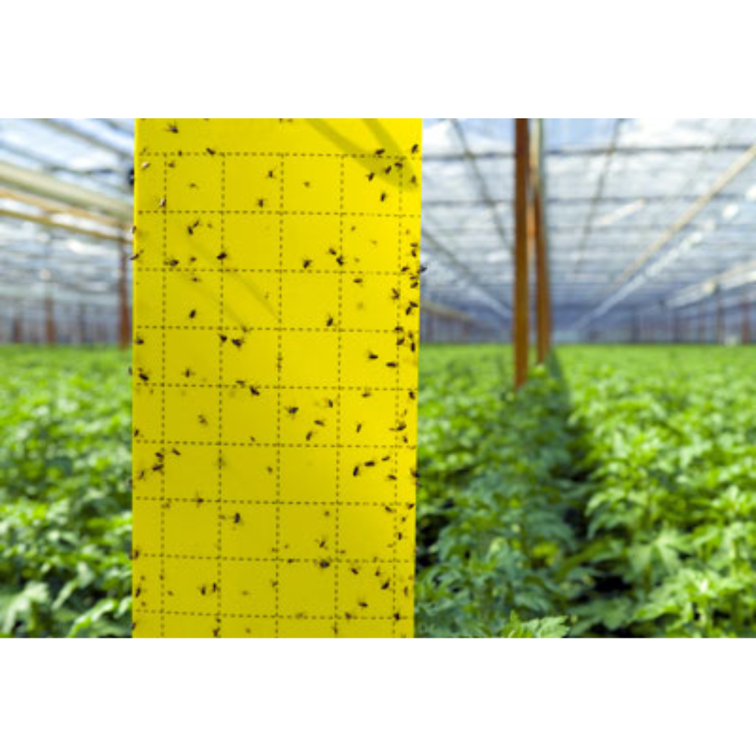 Gule klisterfælder - Superseeds.dk