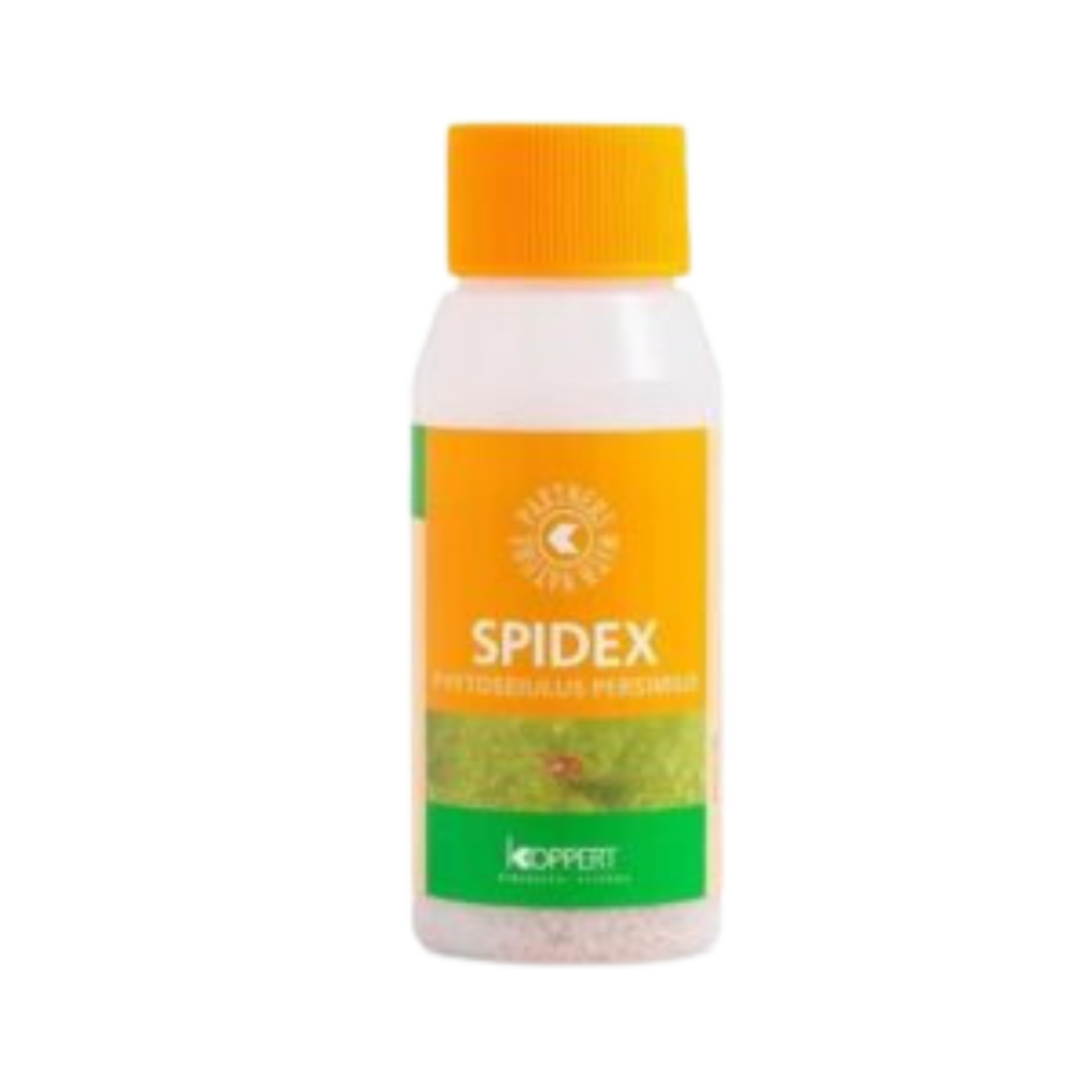 Spidex 2000 stk - mod spindemider - Superseeds.dk